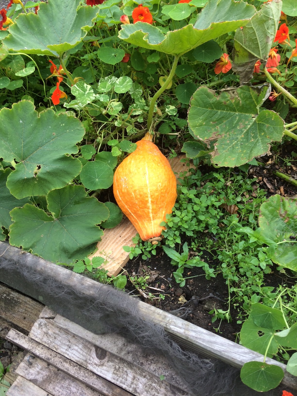 Know your Cucurbits Drop-in - Greener Kirkcaldy