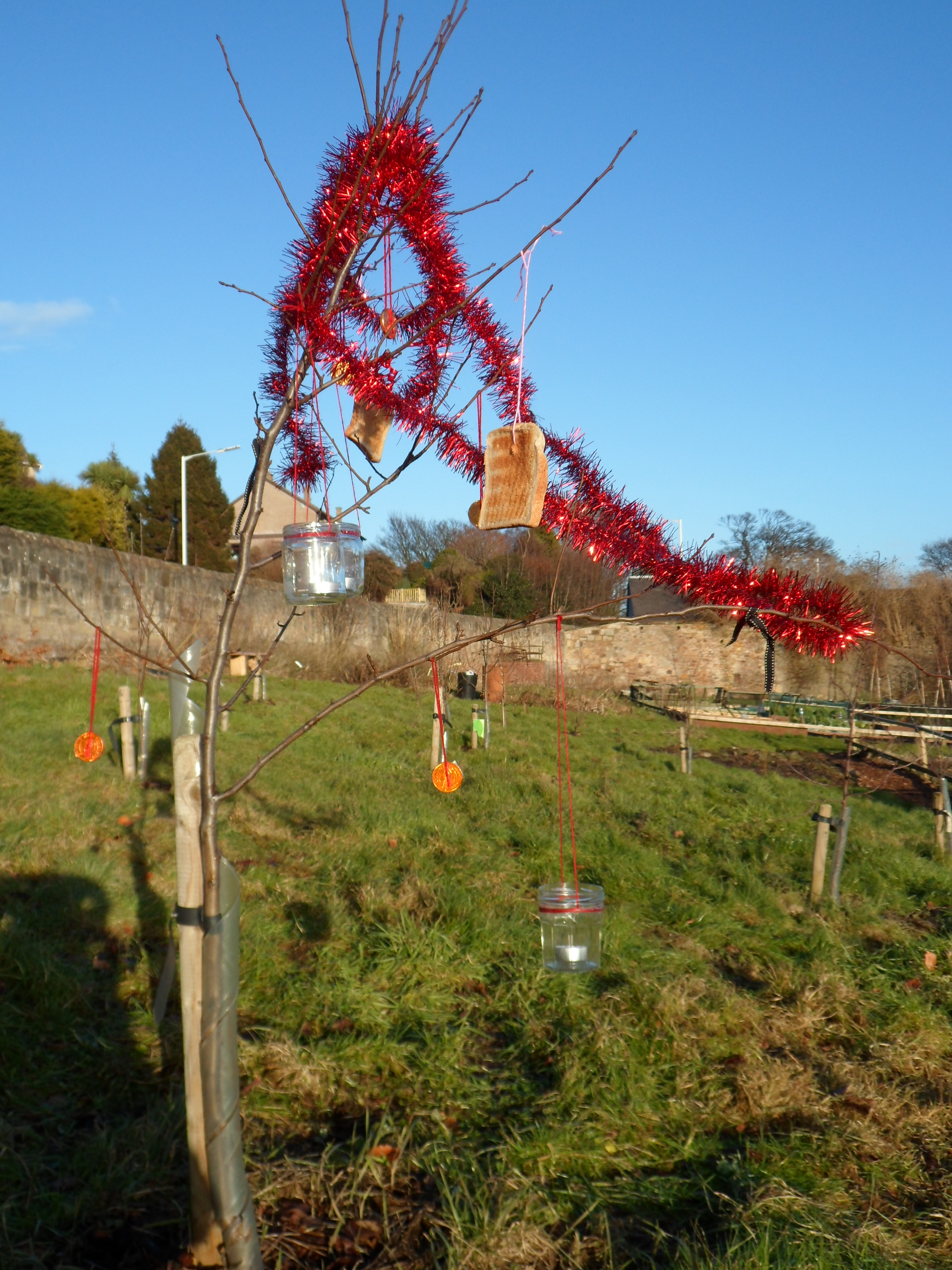 Wassail : A Toast to the old apple tree - Greener Kirkcaldy