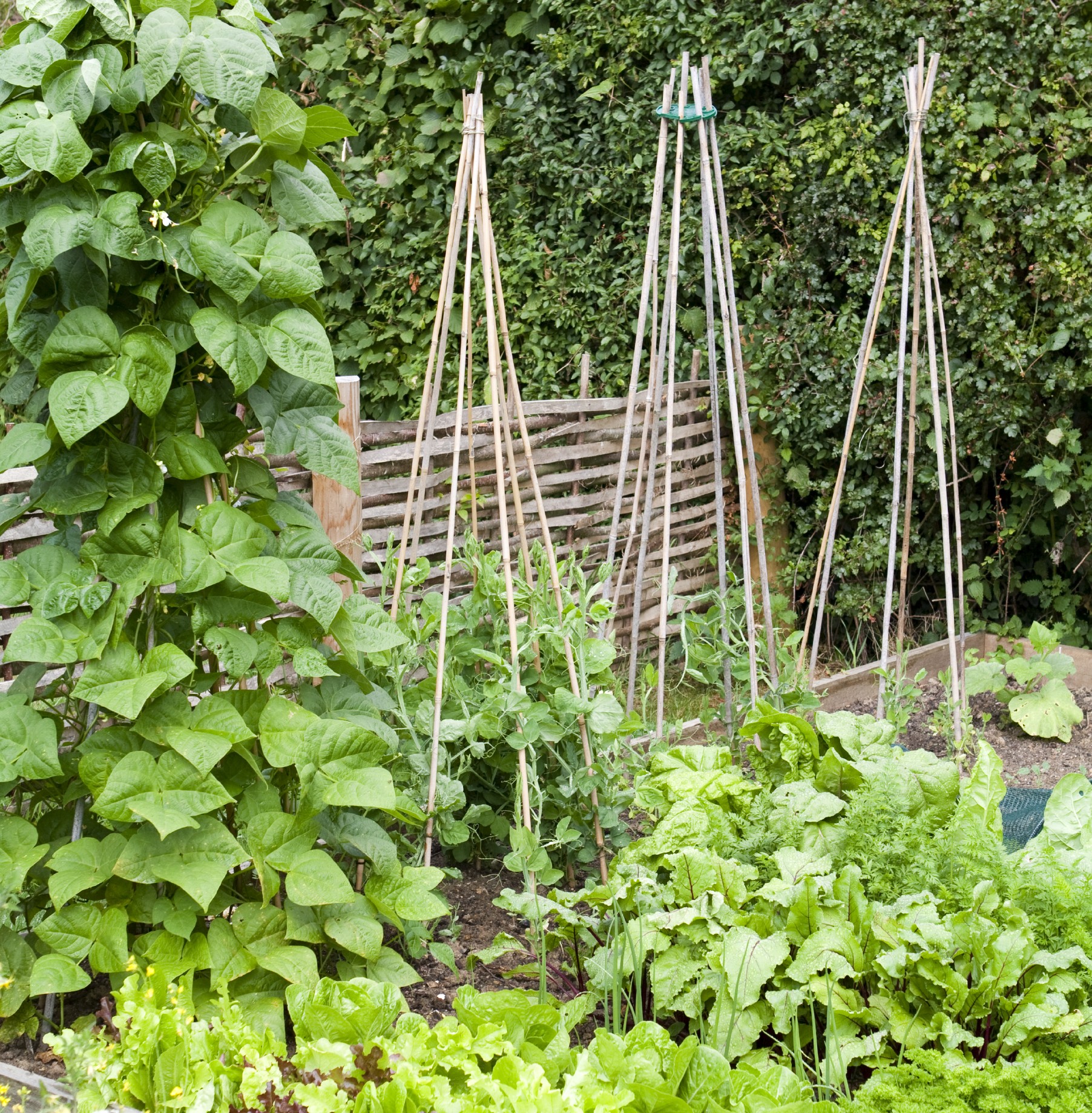 Beginner's Grow Your Own - Greener Kirkcaldy