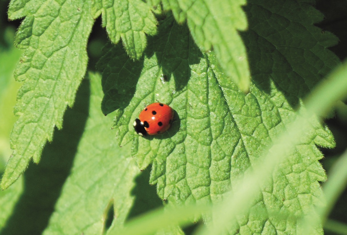 Insects Wild Walk - Greener Kirkcaldy