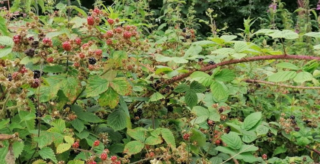 Foraging in September - Greener Kirkcaldy