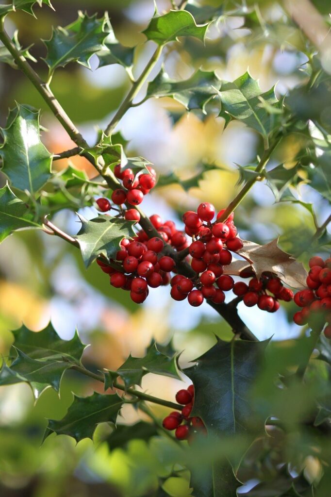 Thriving in nature in winter - Greener Kirkcaldy