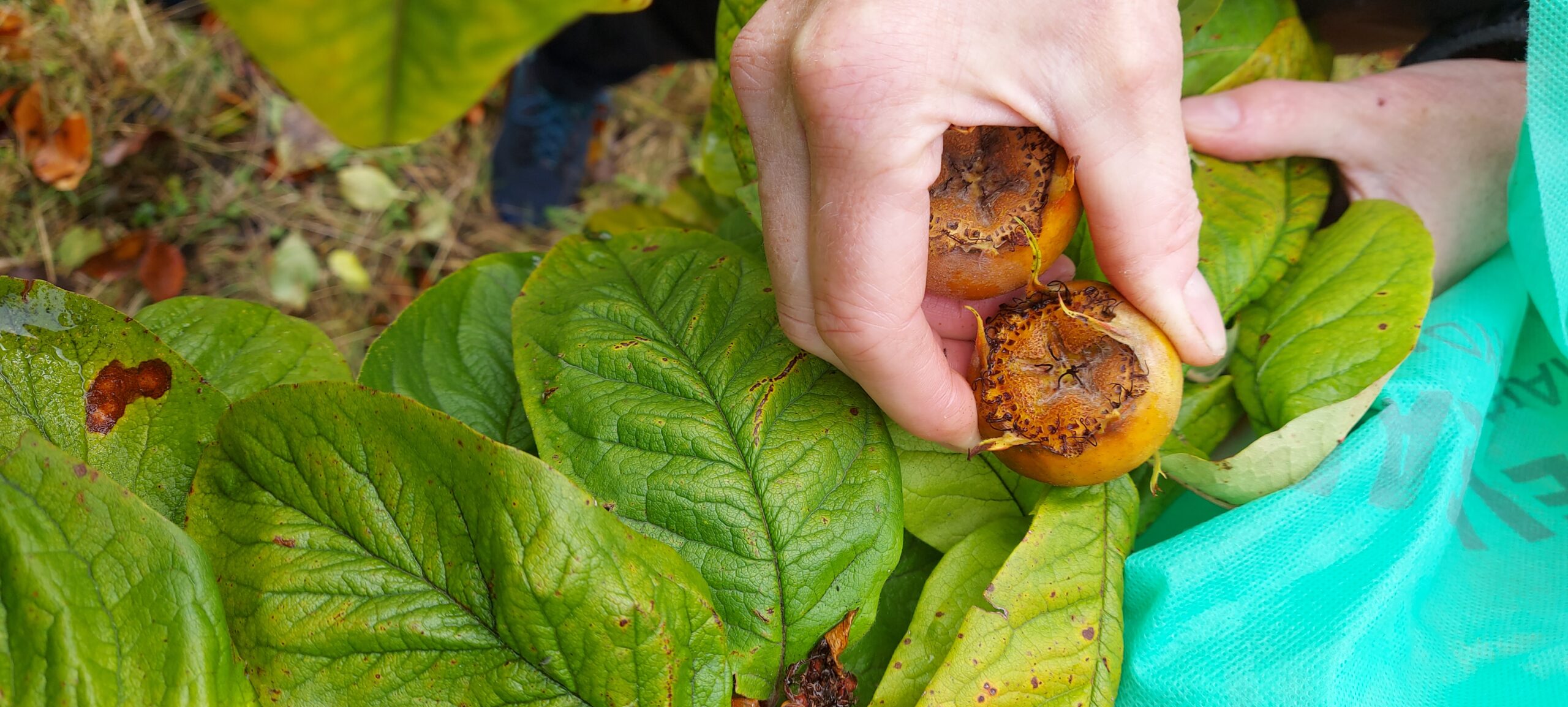 Medlar Fruit Shakespeare