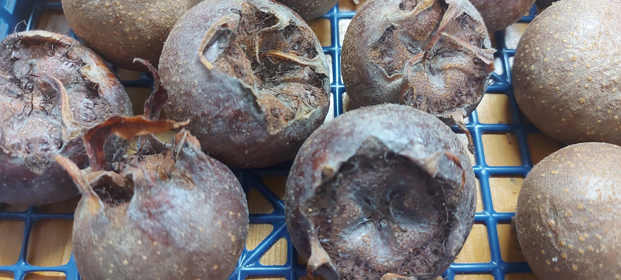 How to enjoy a medlar - Greener Kirkcaldy