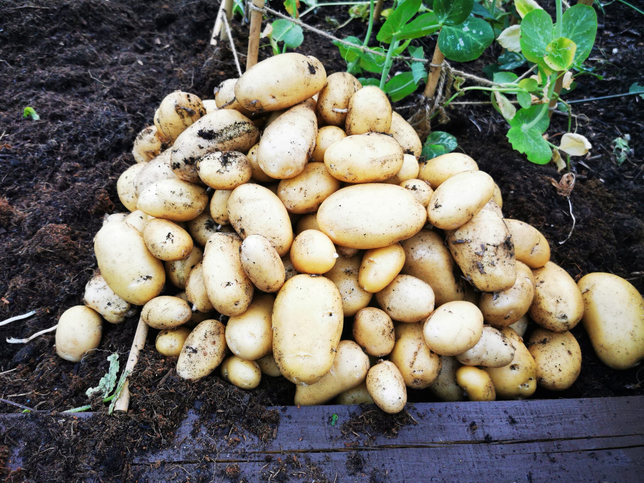 Five lessons in growing food for the first time - from a food growing convert - Greener Kirkcaldy